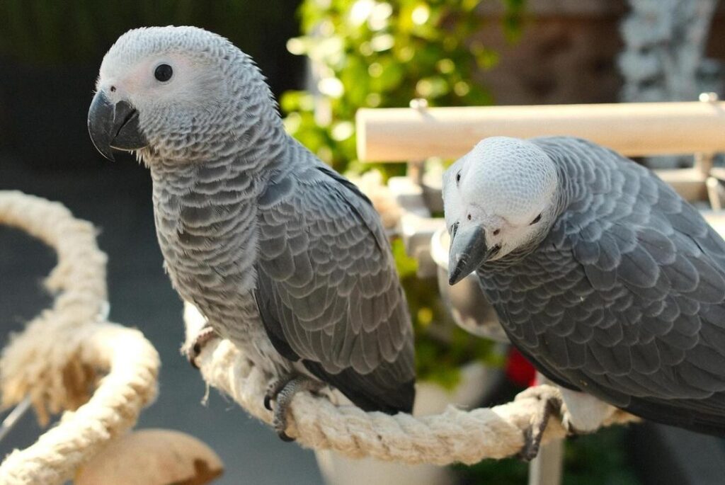 Cheap African Grey Parrots For Sale - afrigreyparrots.com